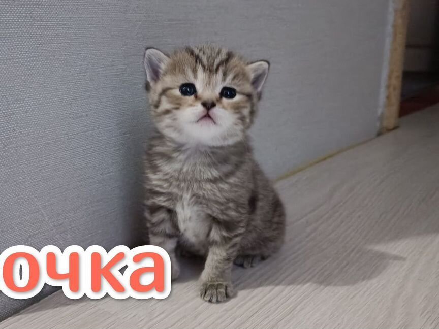 Шотландская