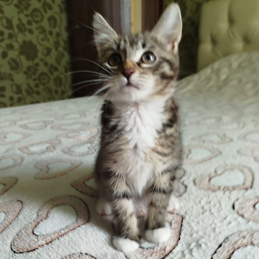 Брошенный котенок ищет дом