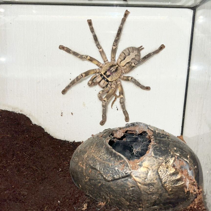 Птицеед Poecilotheria ornata