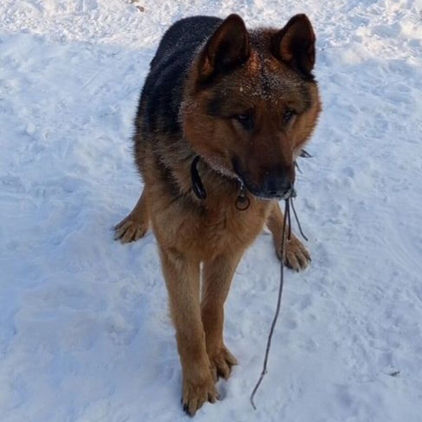 Немецкая овчарка, взрослый пёс