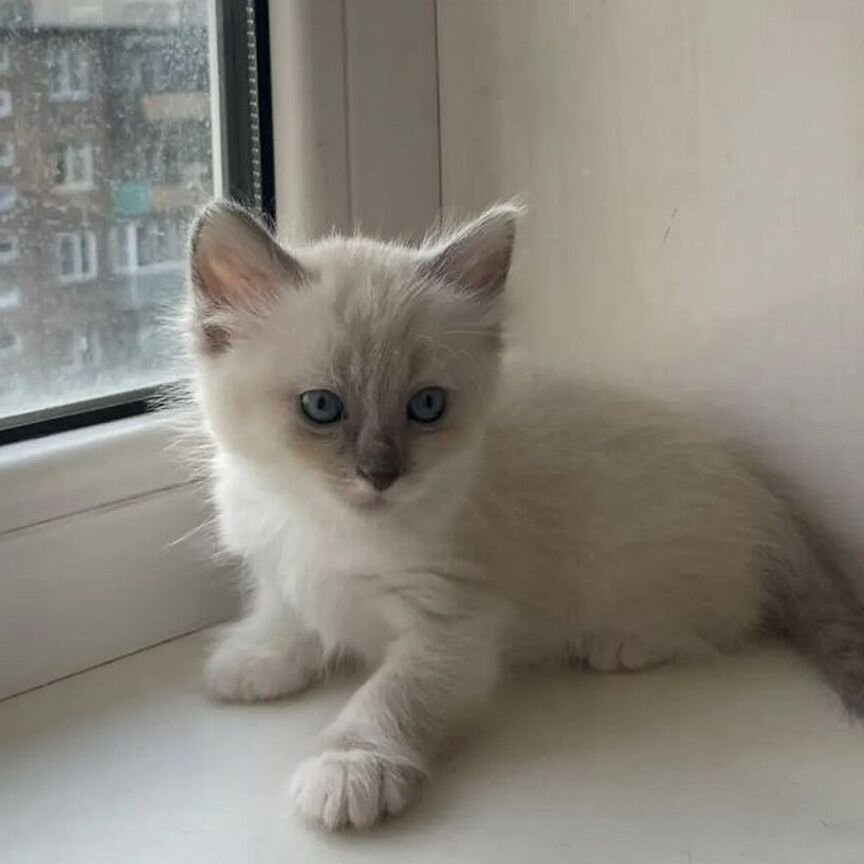 Сиамский котёнок