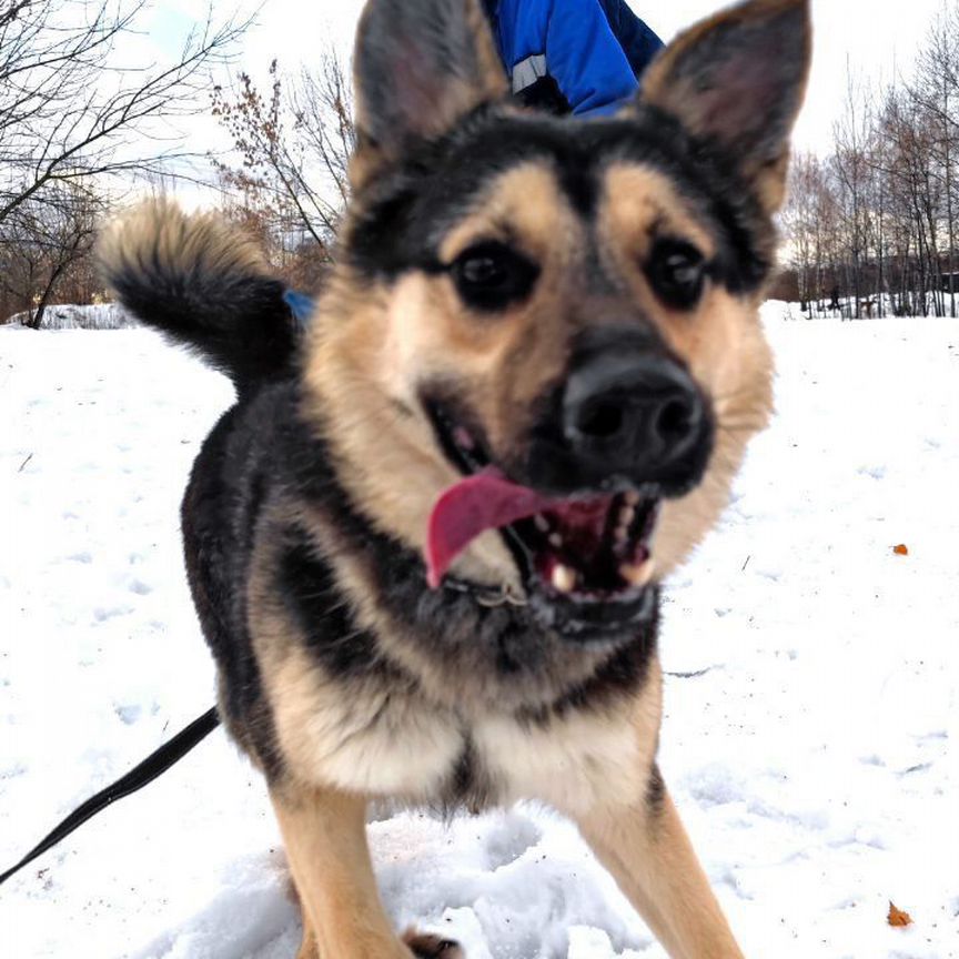 Собака в добрые руки бесплатно дар