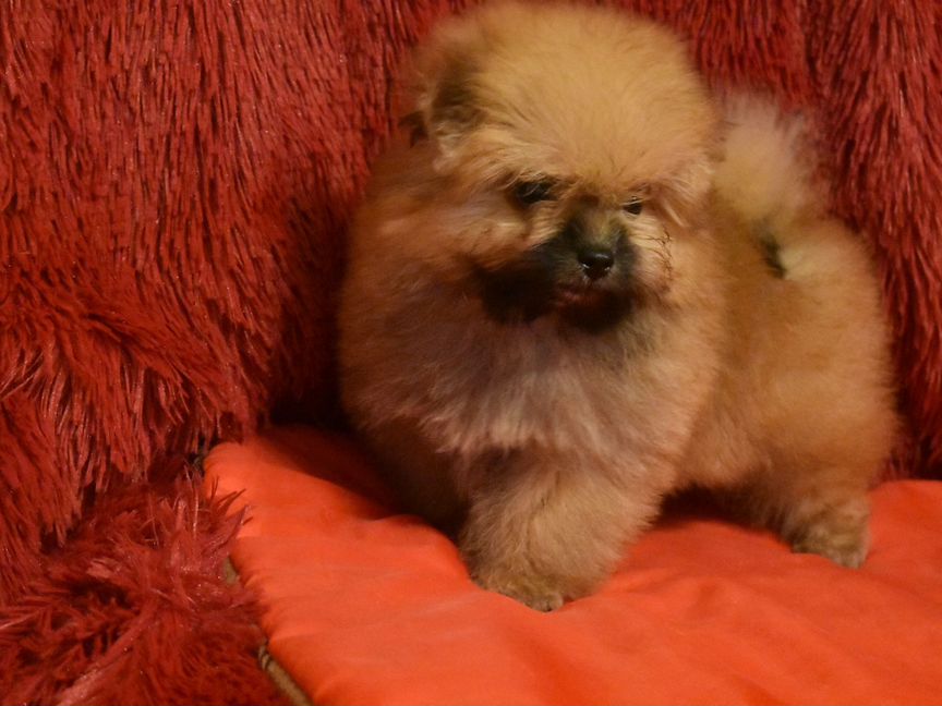 Шпиц - настоящий мишутка