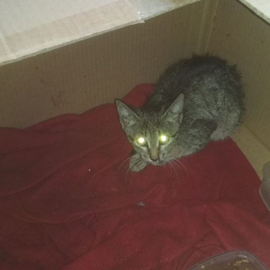 Котенок ищет дом