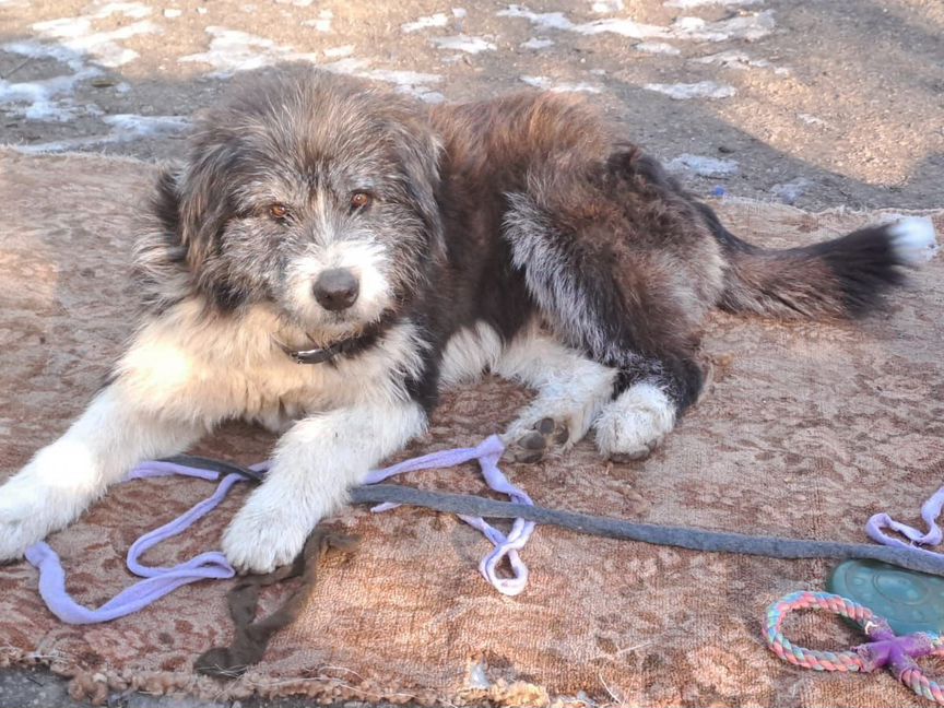 Метис бобтейл