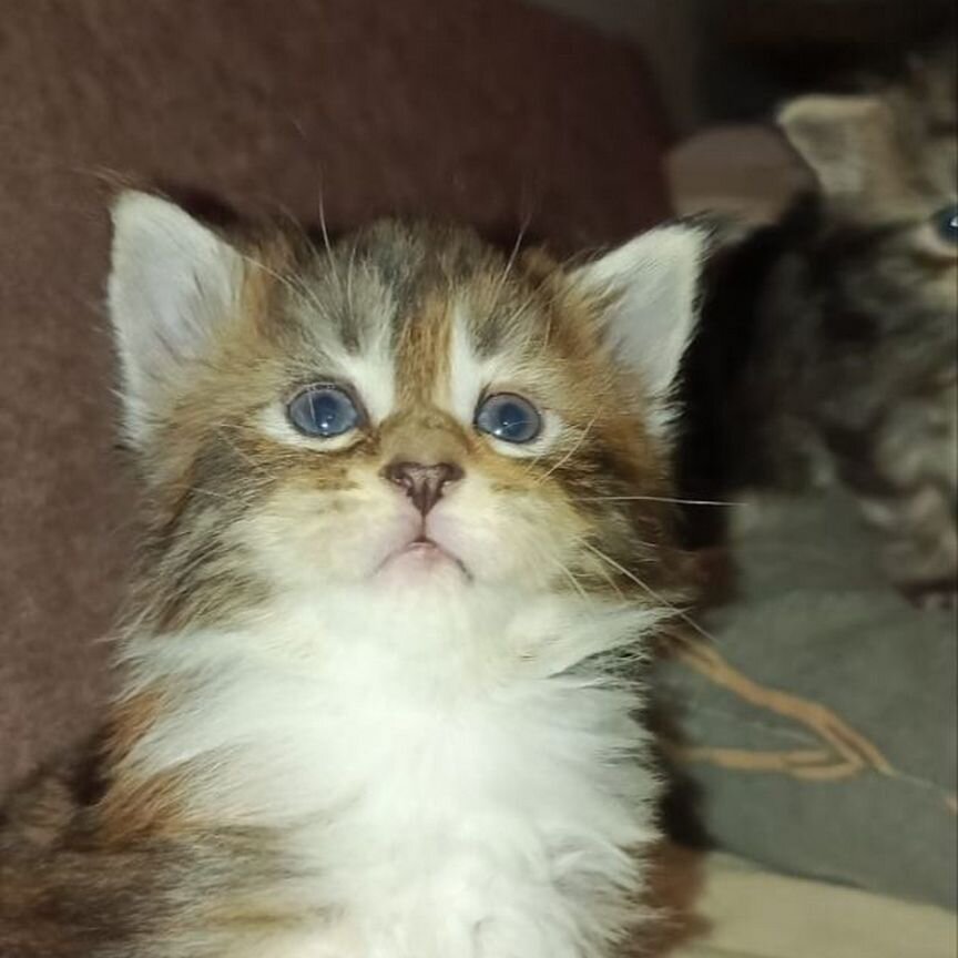 Котята мейн-куны
