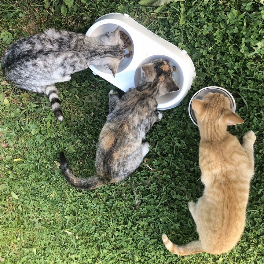 Котята в добрые руки бесплатно