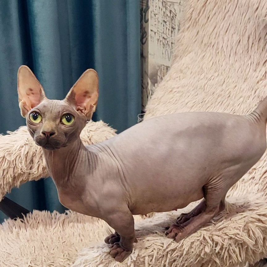 Бамбино, взрослая кошка