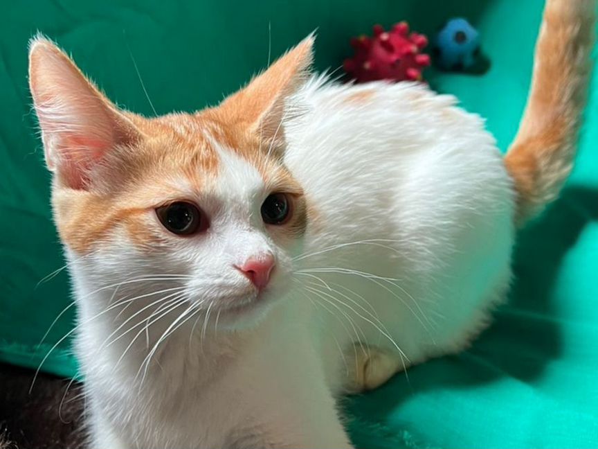 Сверхласковый рыжий котенок девочка в дар 3,5 мес