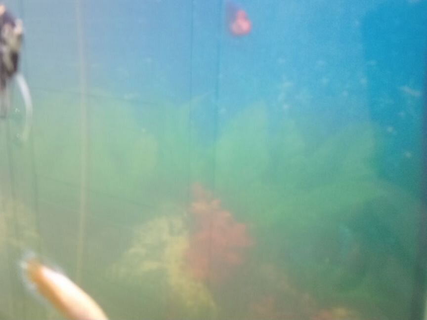 Аквариум с рыбками