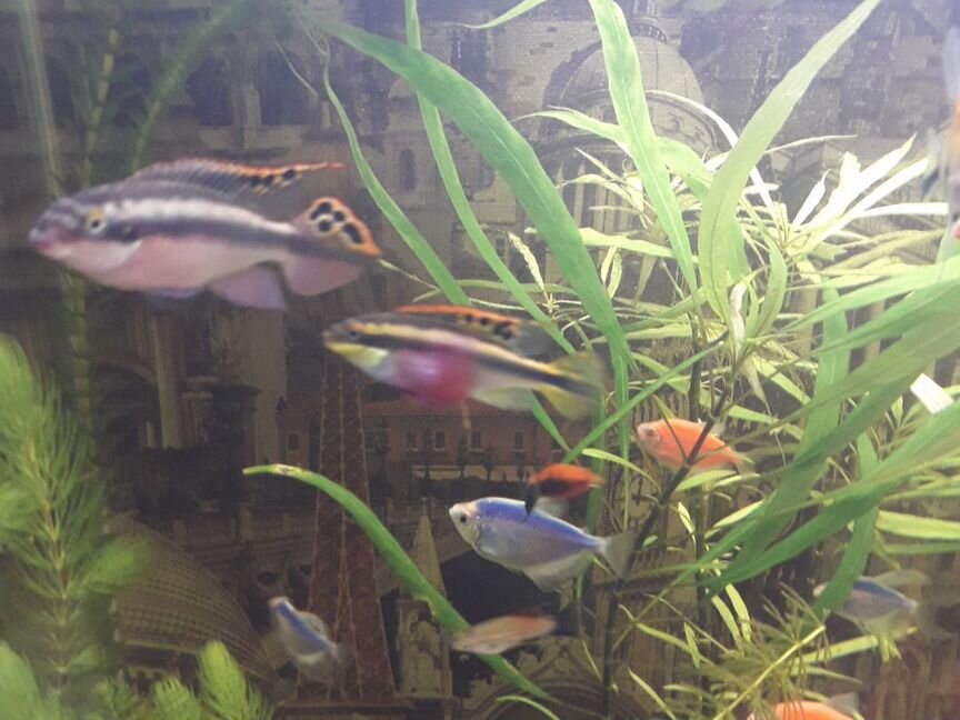 Аквариумные рыбки