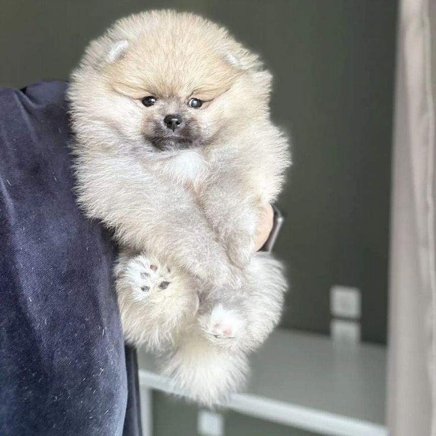 Немецкий шпиц, щенок