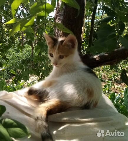 Кошки в добрые руки