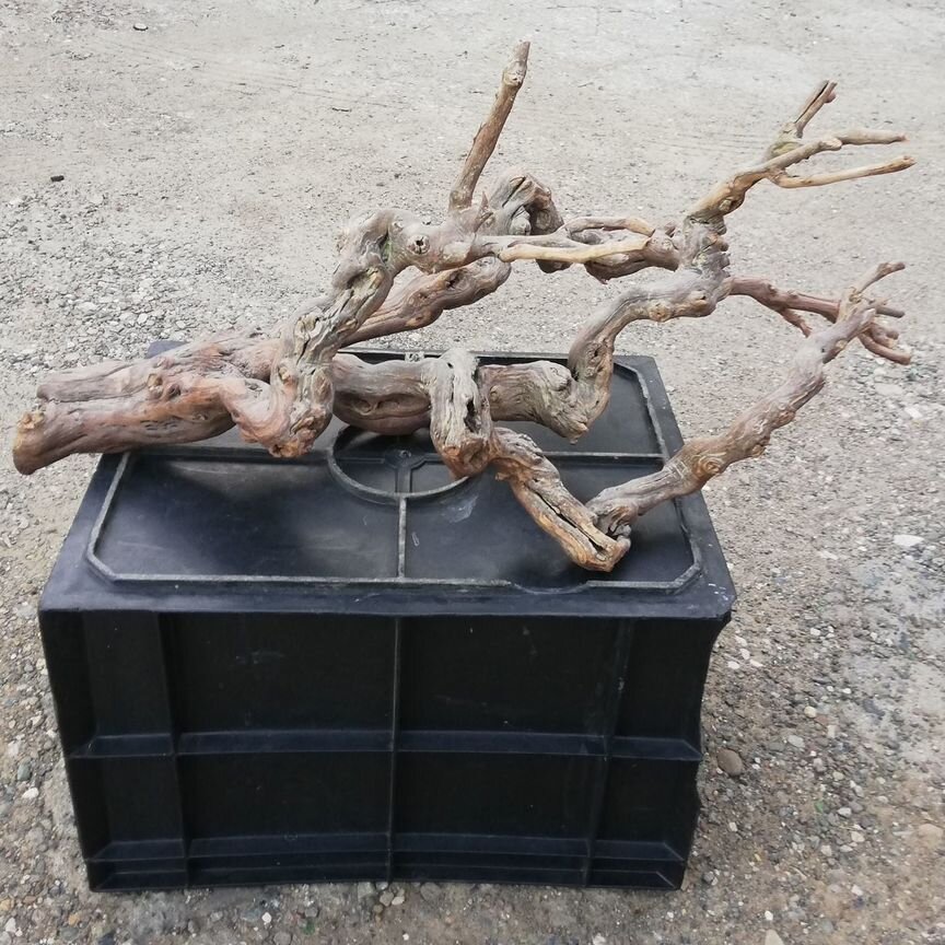 Коряга в аквариум