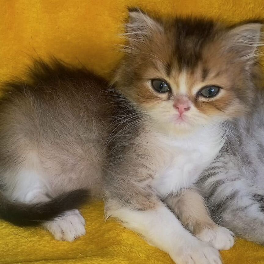 Шотландские длинношерстные котятки