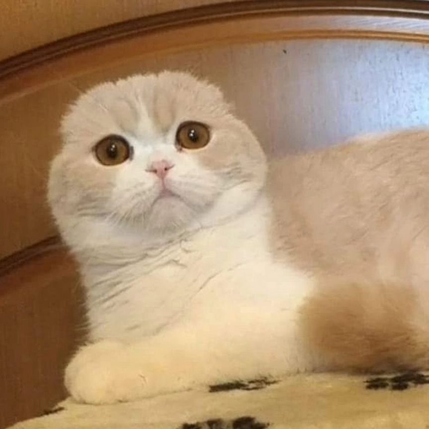 Красивая вислоухая кошечка