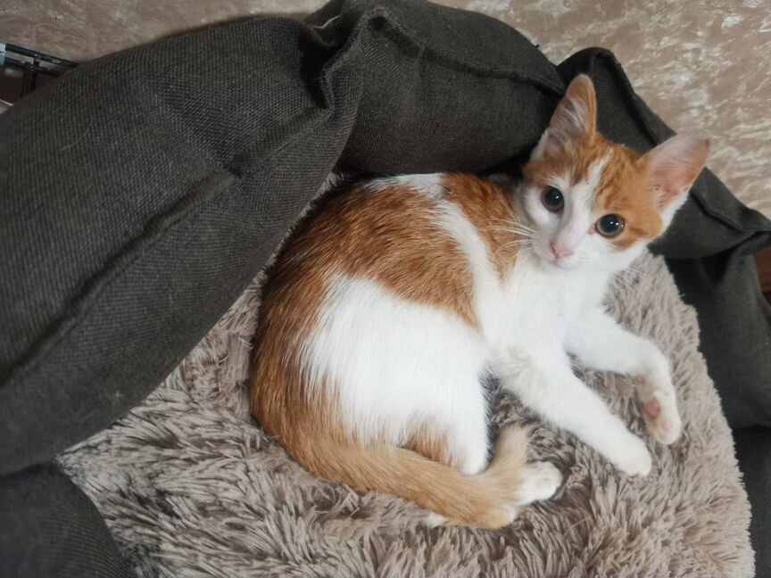 Кошечка, котёнок в дар