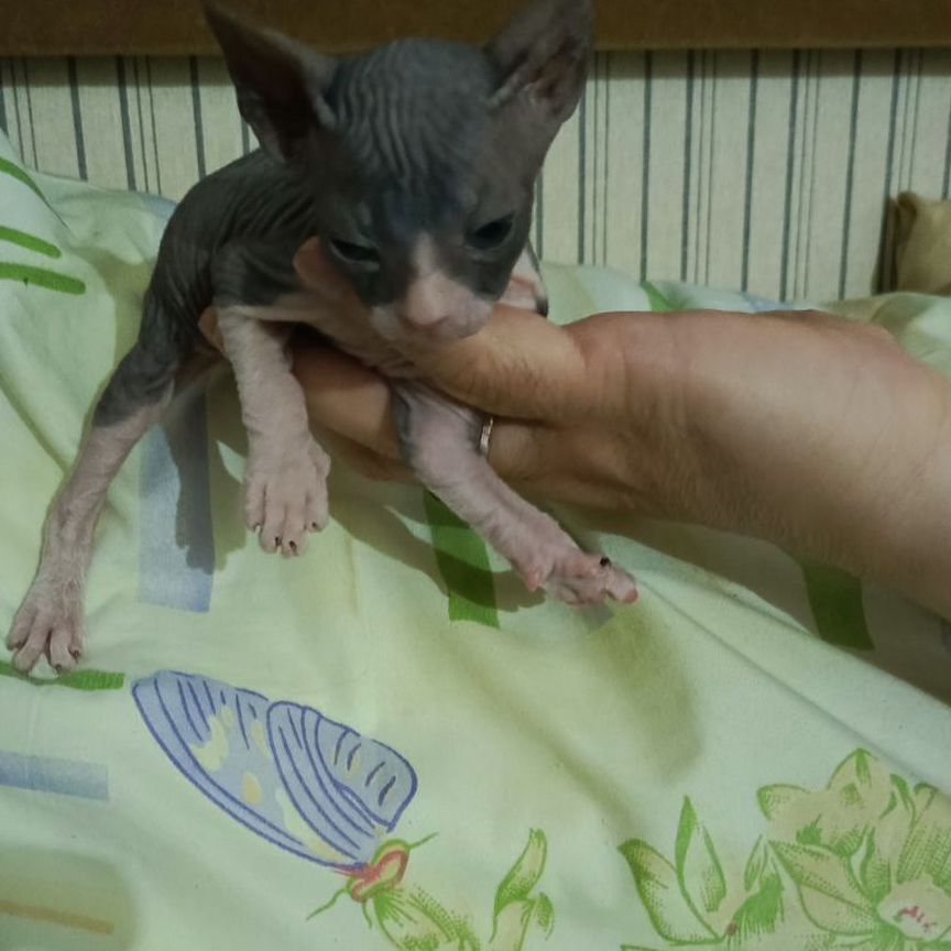 Донской сфинкс котёнок