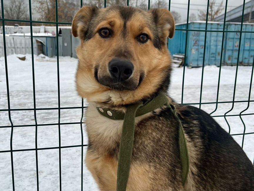 Расик - собака из приюта в добрые руки