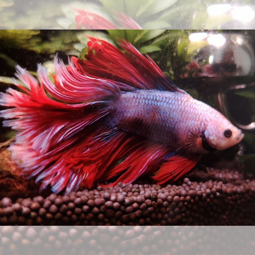 Отдам в добрые руки петушка и сомиков