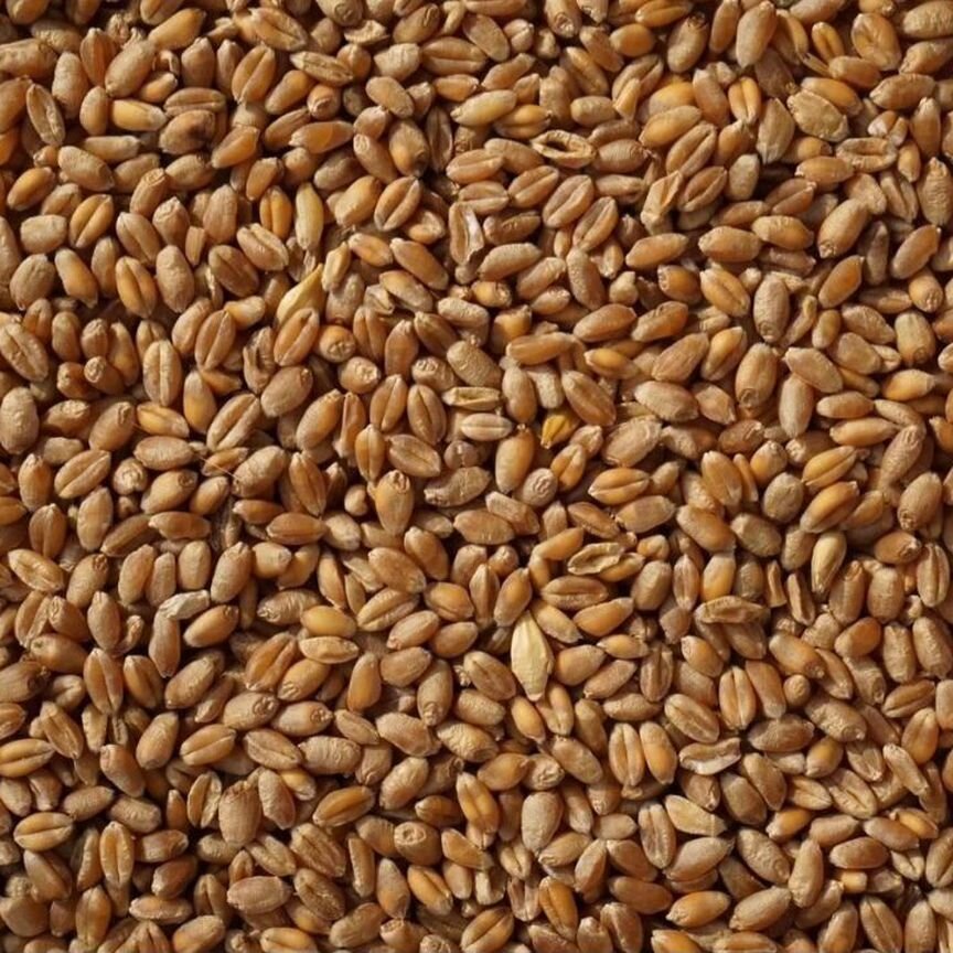 Зерно, овёс