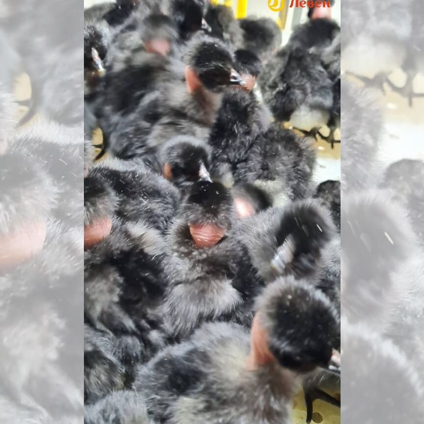 Цыплята Голошейка суточные