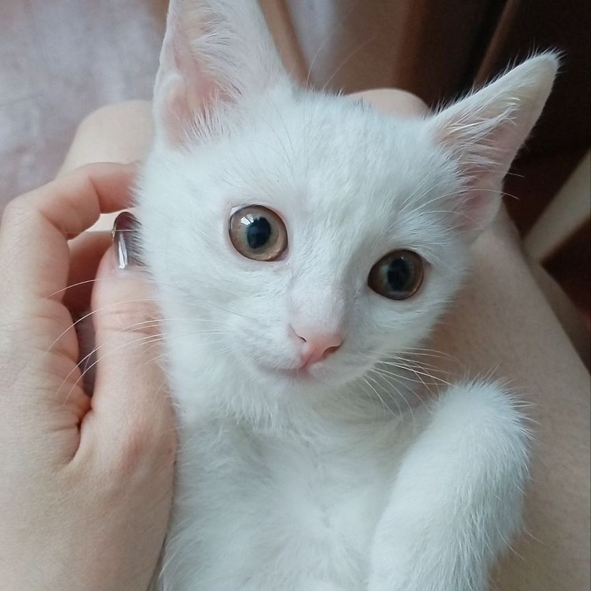 Котенок ищет хозяев :)
