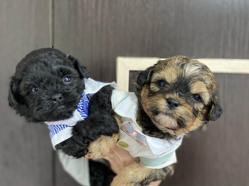 Миша и Гриша мальчики шипу 1 мес