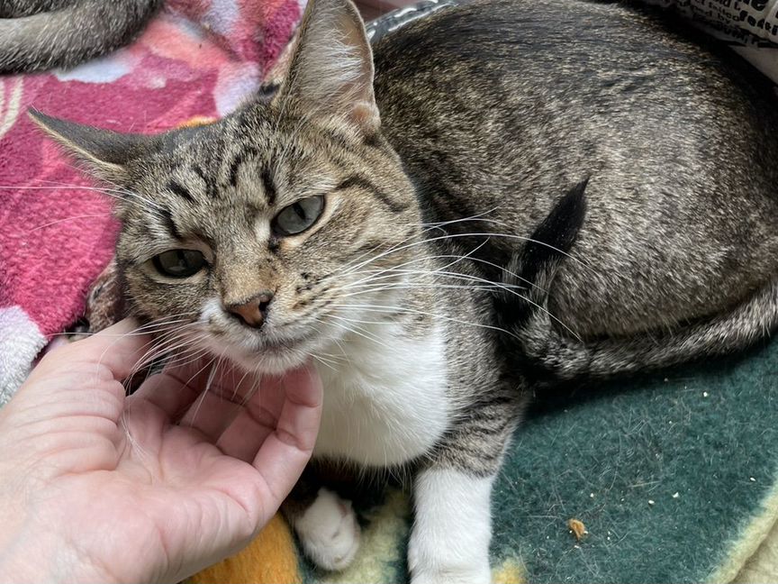 Кошка(хозяйка умерла, ищу им новый дом)