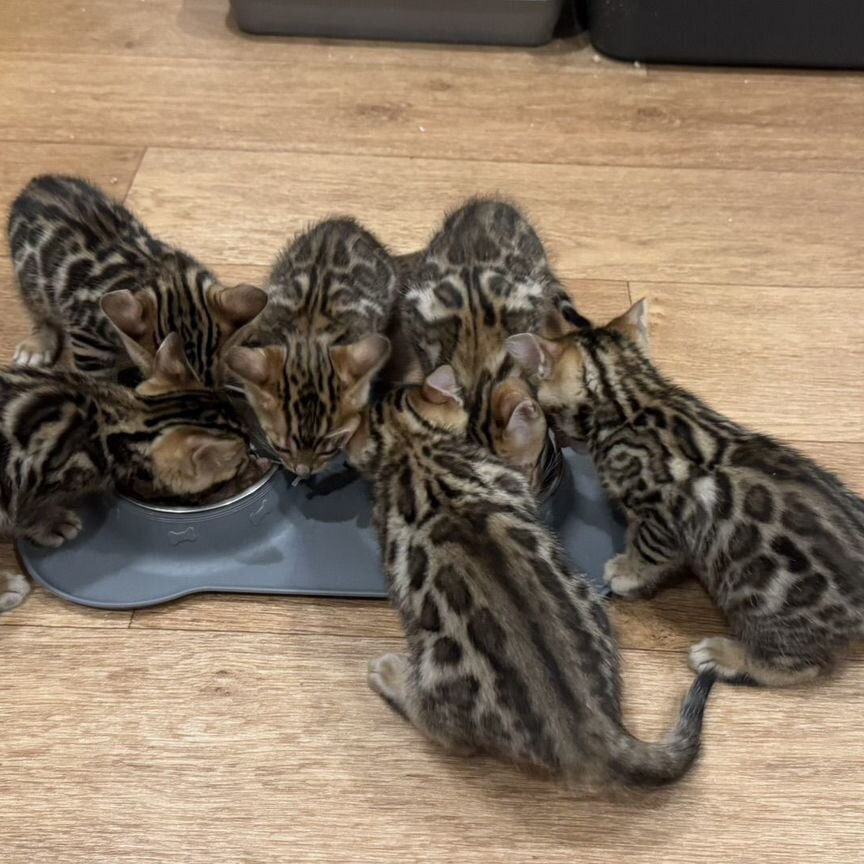 Бенгальские котята