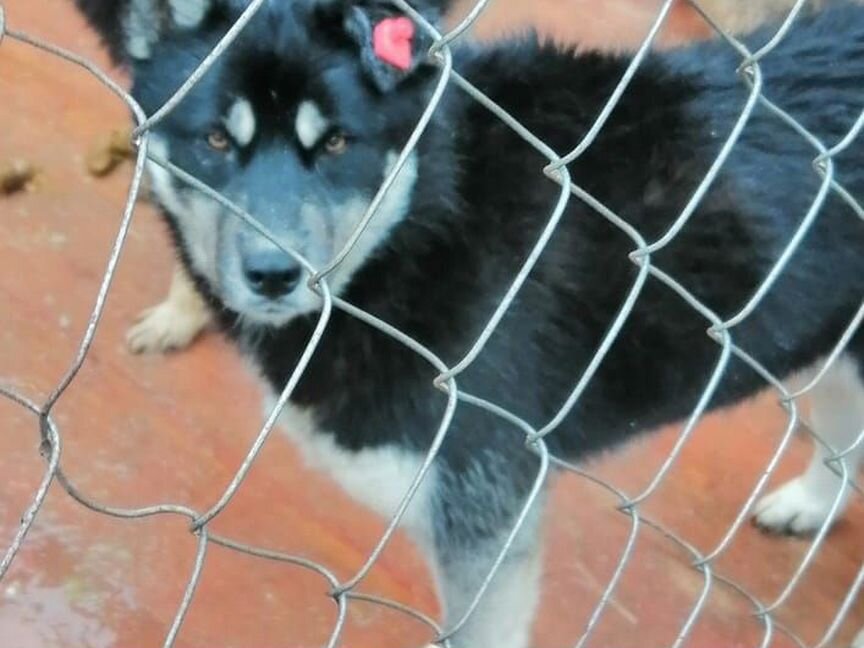 Кобель Арчи в хорошие руки бесплатно