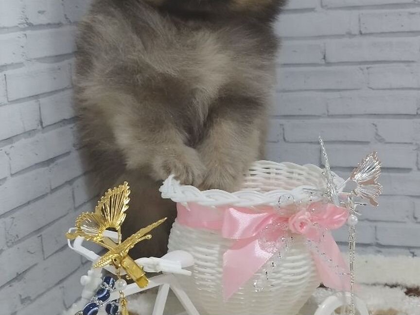 Щенки Померанского шпица