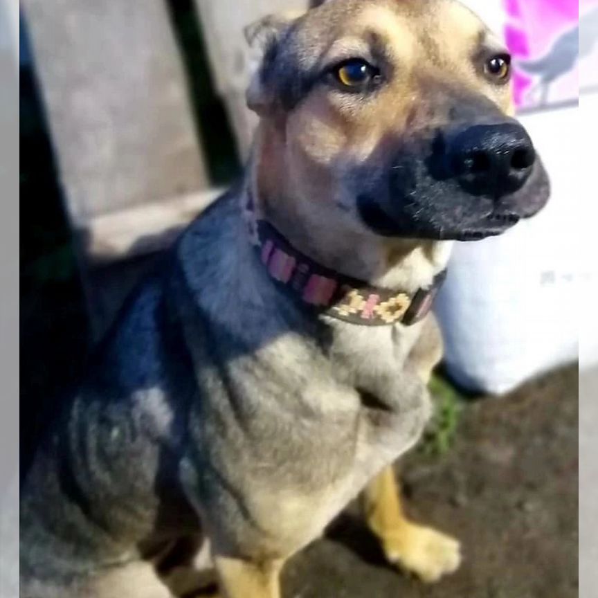 Песика Дрилла вынесли из отлова на руках