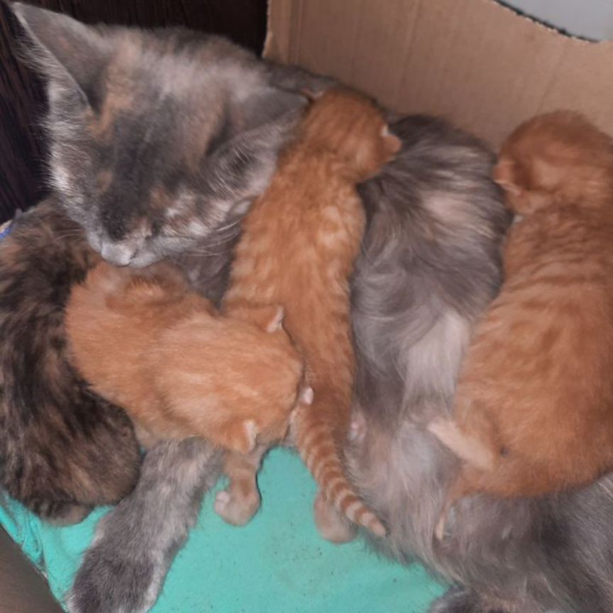 Котята Сибирской кошки цена не указана
