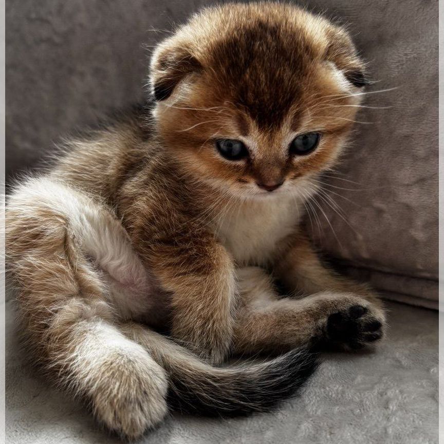 Шотландский вислоухий короткошёрстный котёнок