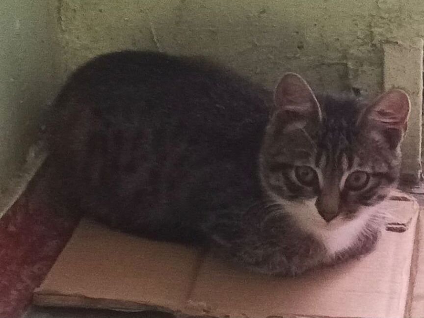 Котенок домашний подкинули В подъезд