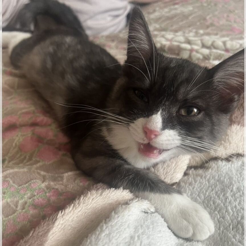 Котёнок в добрые руки