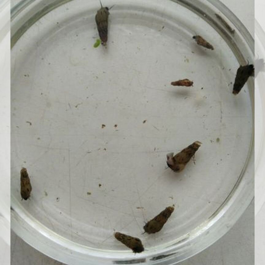 Улитки мелании