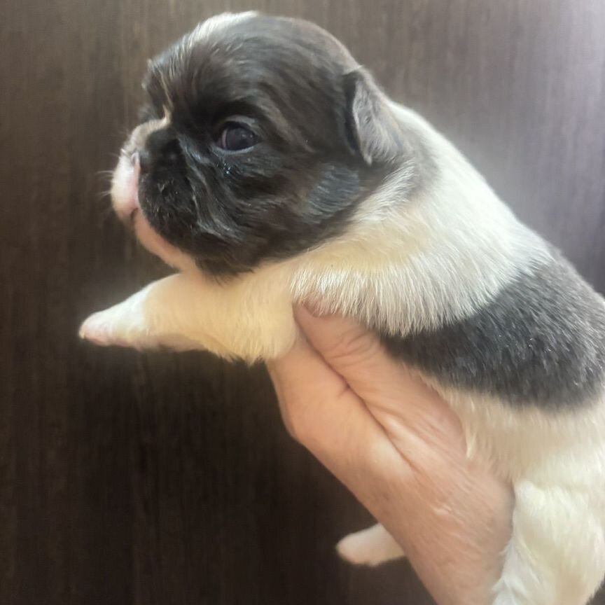 Французский бульдог щенки