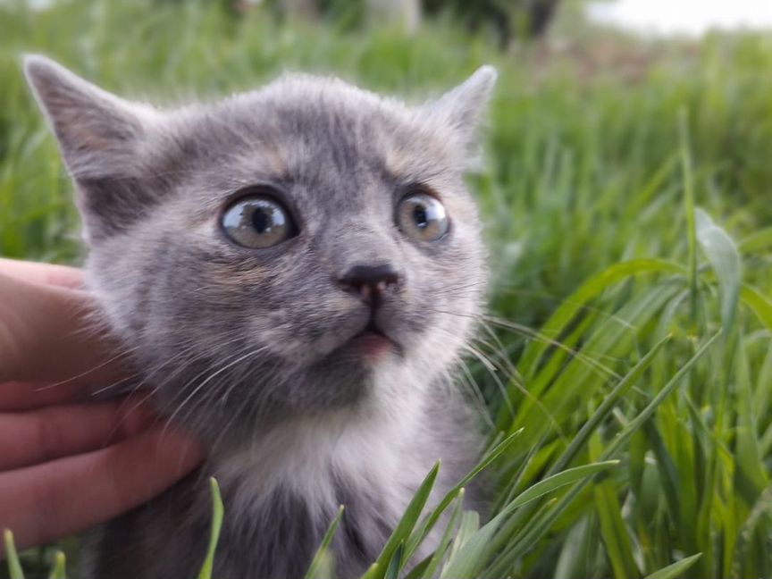 Котики бесплатно в добрые руки