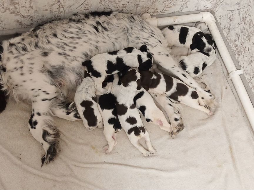 Продам щенков русской охотничий спаниель