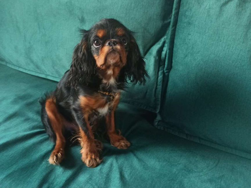 Кинг чарльз спаниель