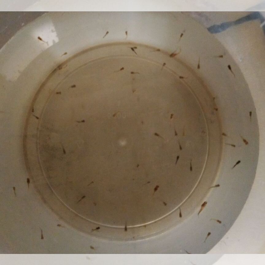 Аквариумные рыбки гуппи