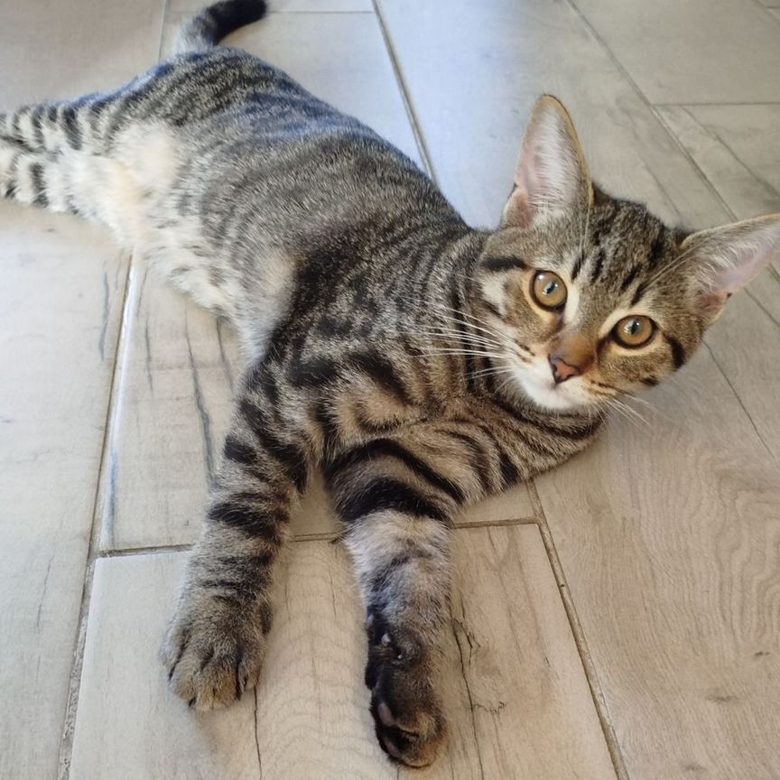 Котёнок в добрые руки