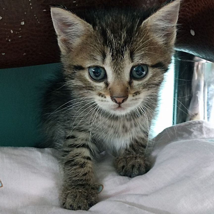 Котёнок в добрые руки