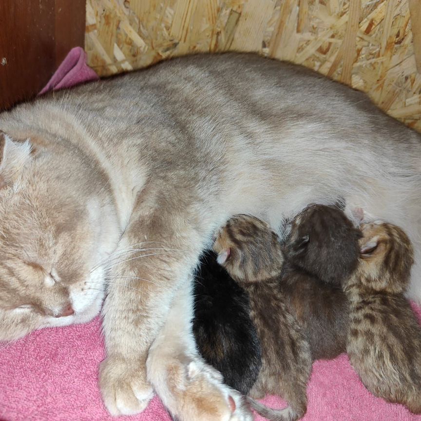 Британские котята