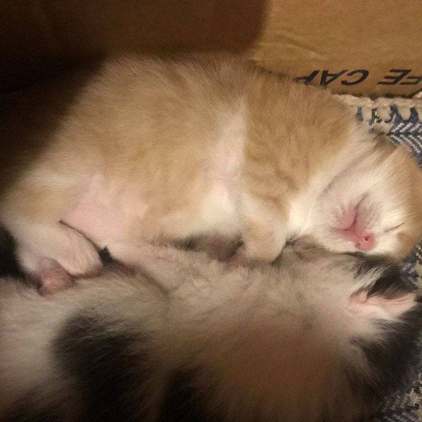 Котята