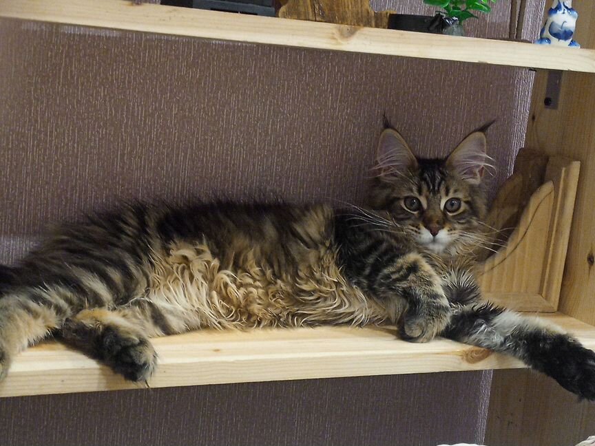 Кошечка Мейн-кун
