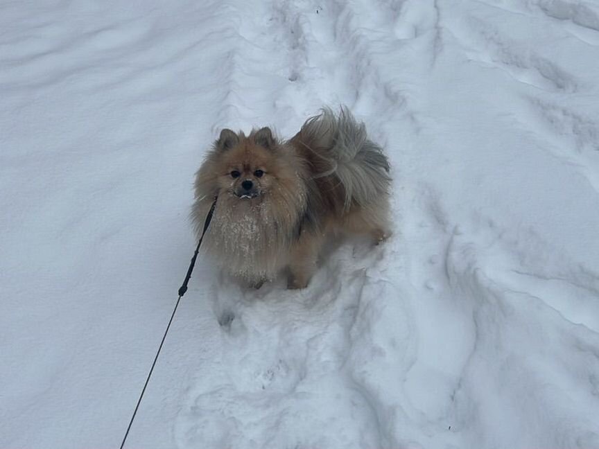 Красавчик для вязки