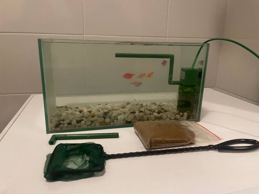 Аквариум с рыбками Тернециями